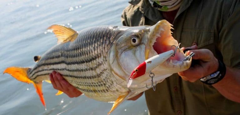 Zambezi River Fishing - Guide to Fishing the Zambezi River